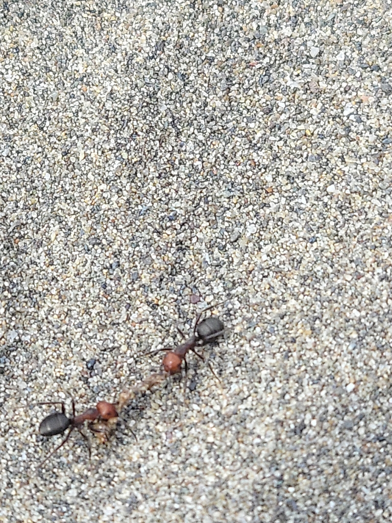integra-group Field Ants from Pacific, Arcata, CA, USA on April 03 ...