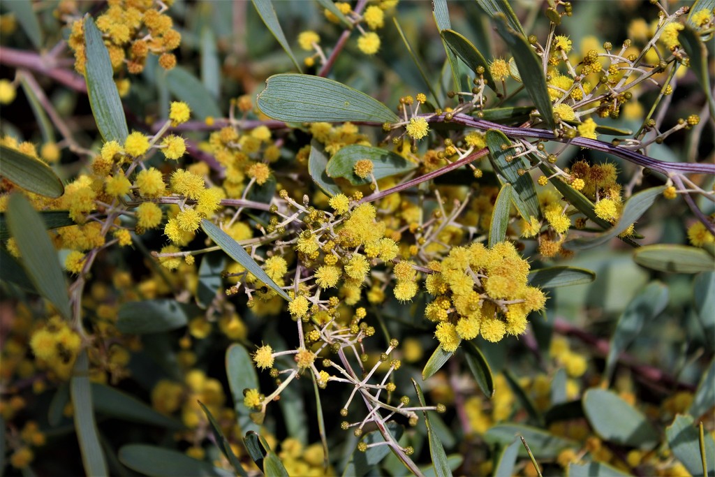vanilla-scented wattle from San Diego County, US-CA, US on April 03 ...