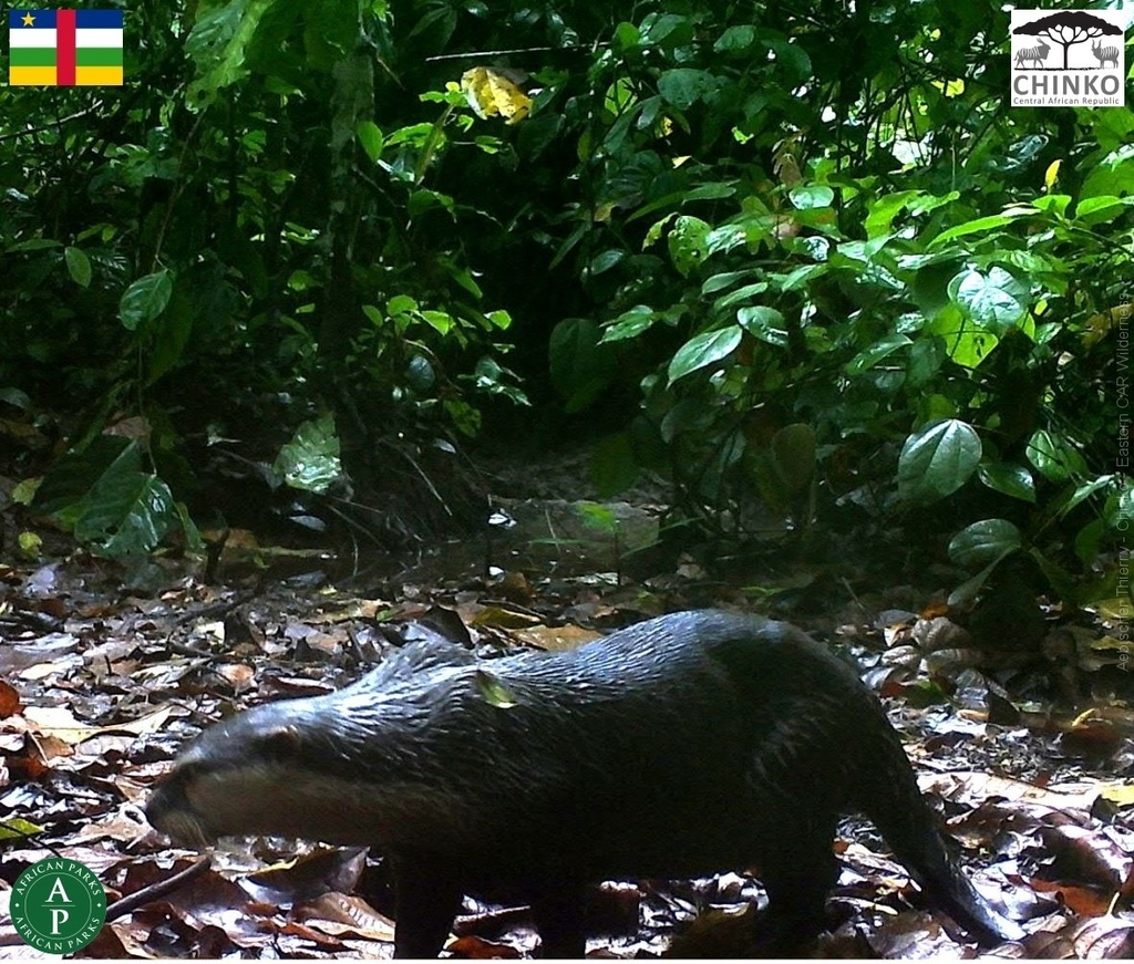 Congo Clawless Otter in March 2018 by thierry_aebischer_chinko ...