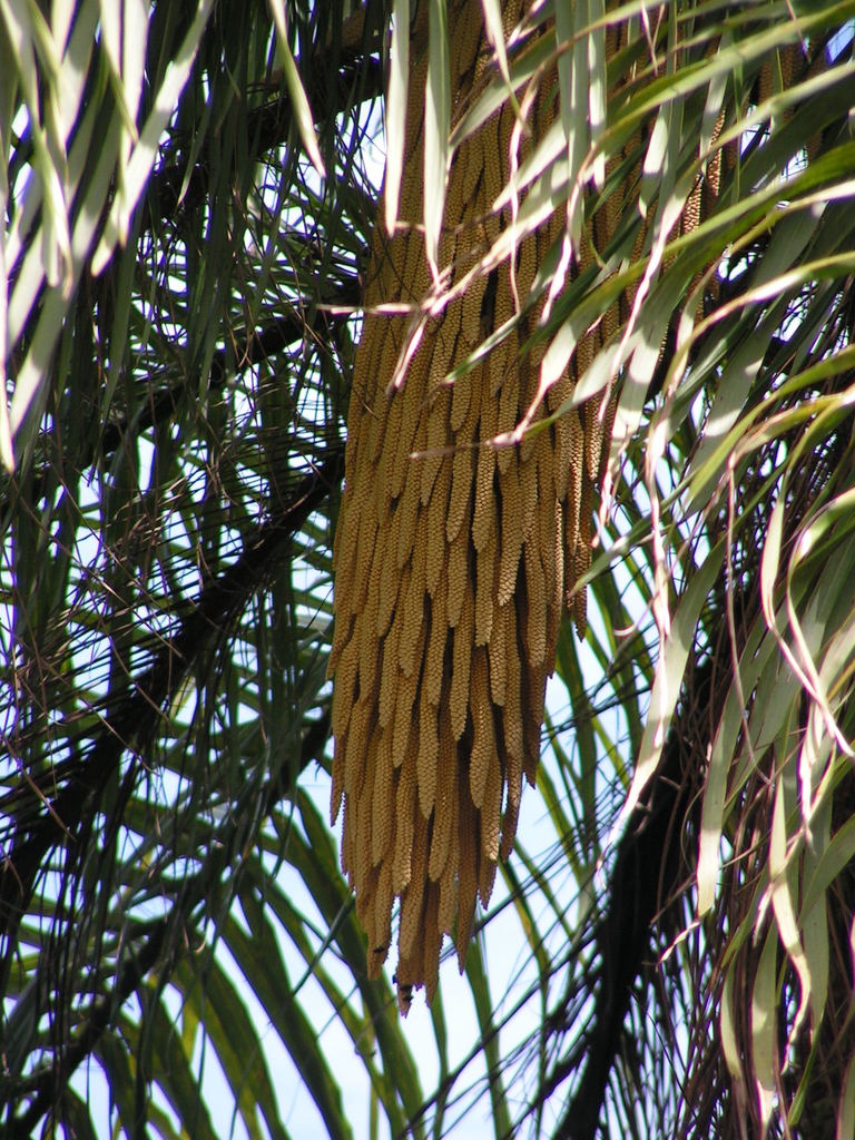 Acrocomia intumescens in January 2010 by Tarciso Leão. macaíba ...