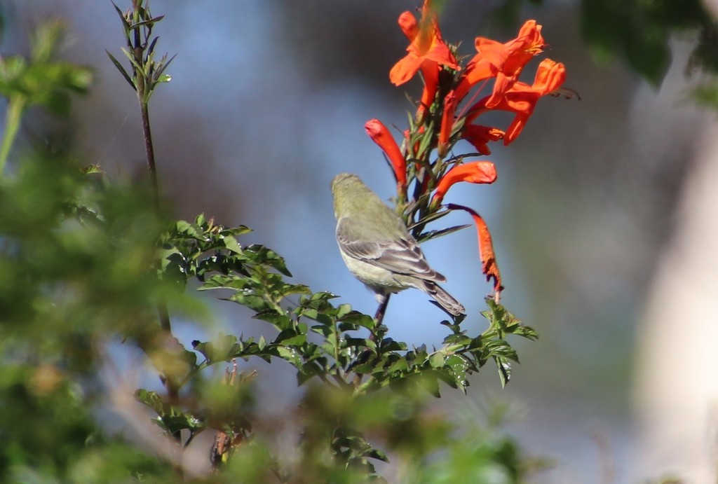 Lesser Goldfinch from Tierrasanta, San Diego, CA 92124, USA on April 03 ...