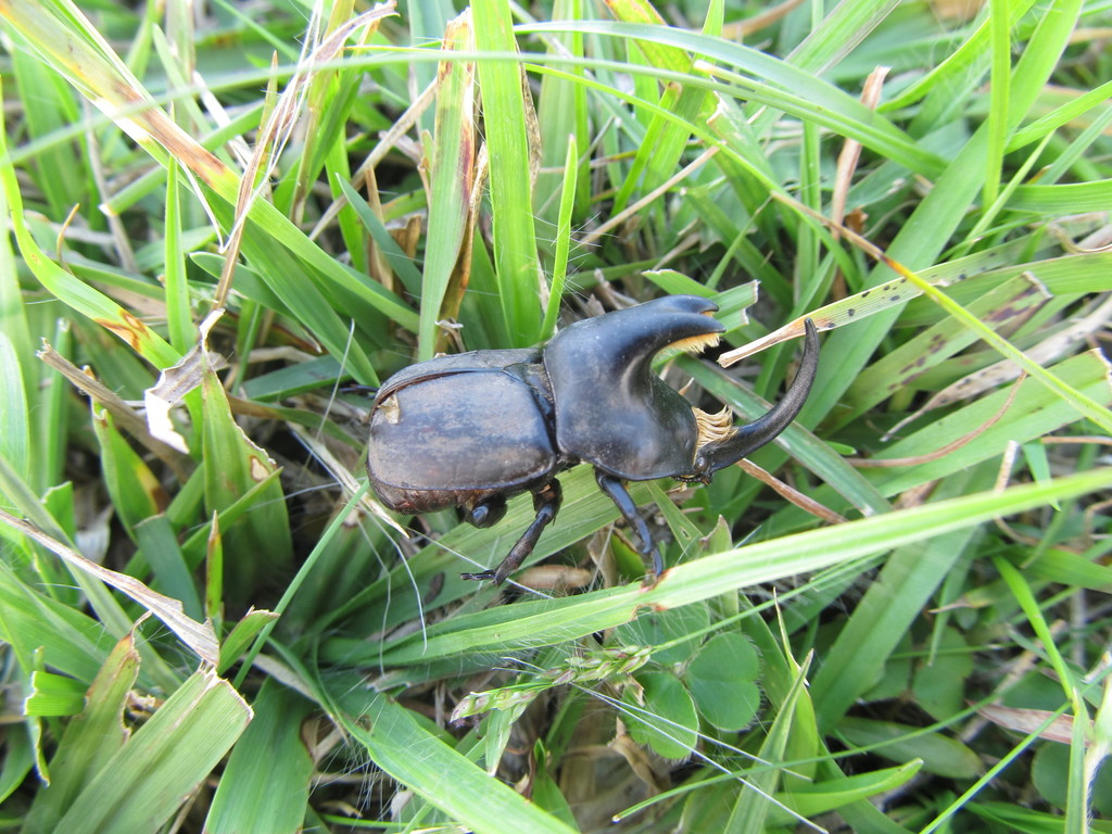 Diloboderus abderus from Departamento de Florida, Uruguay on March 29 ...