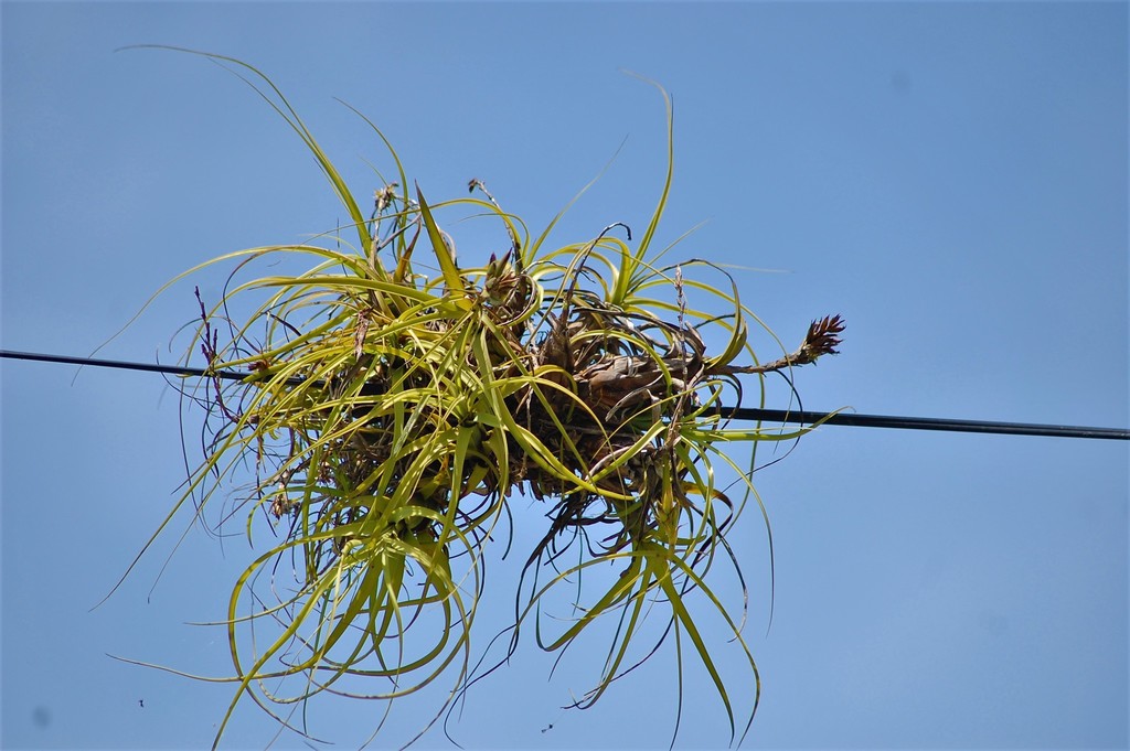Balbis' airplant from Silver Stream, Trinidad and Tobago on October 7 ...