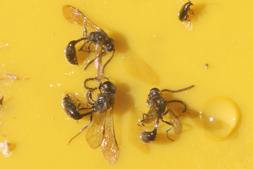 Psen ater · iNaturalist Mexico