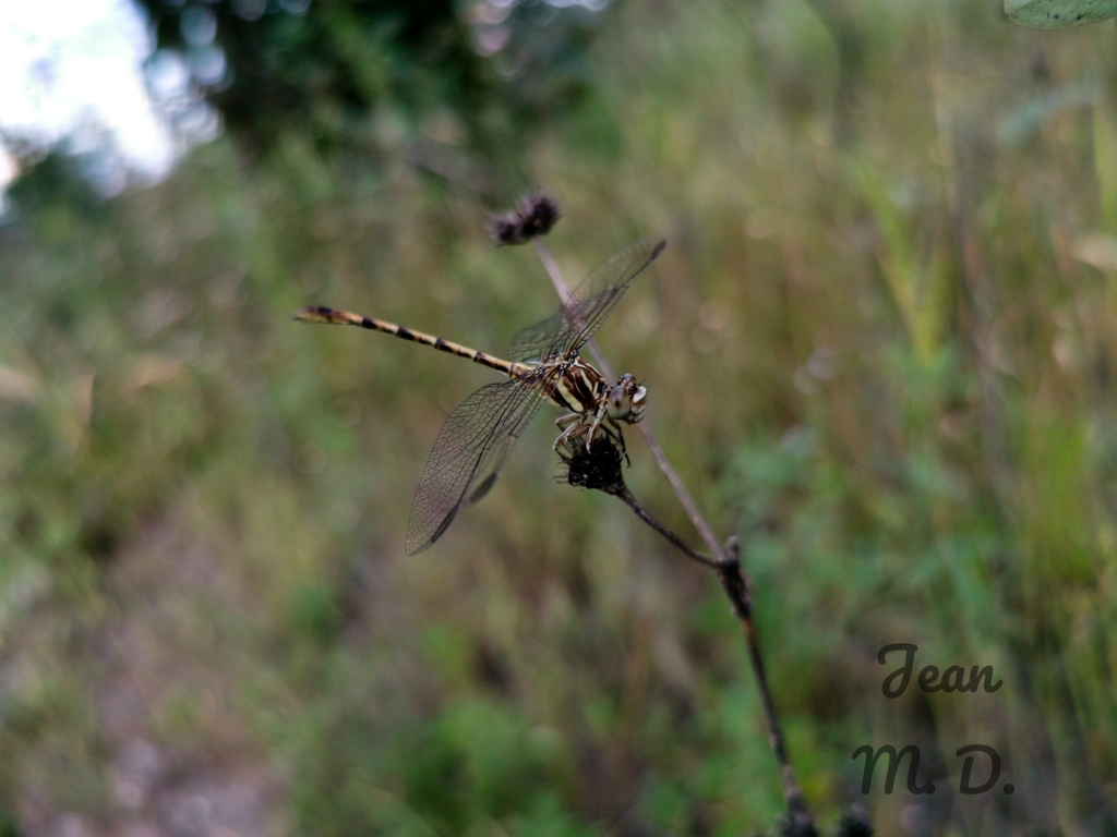 Progomphus intricatus from Ceilândia, Brasília - DF, Brasil on April 3 ...