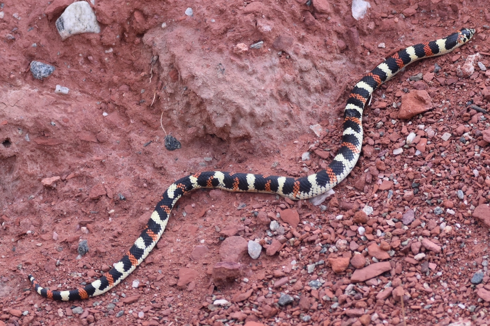 Xenodon semicinctus (Duméril, Bibron & Duméril, 1854)