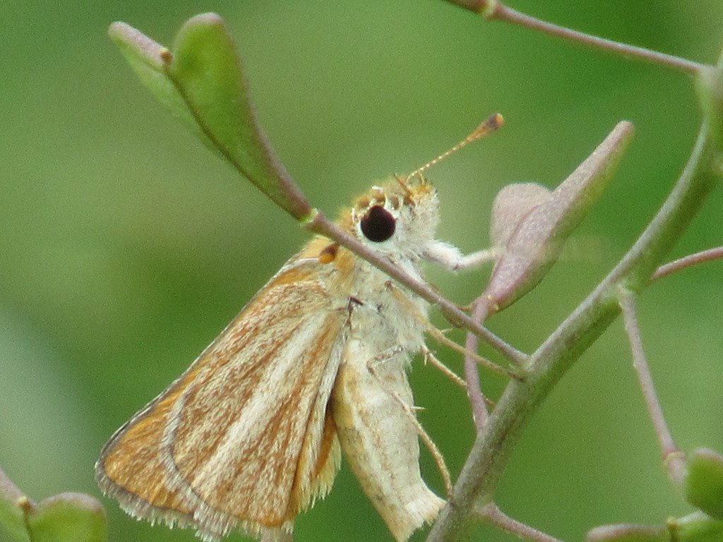 Southern Skipperling from Travis County, TX, USA on April 3, 2021 at 01 ...
