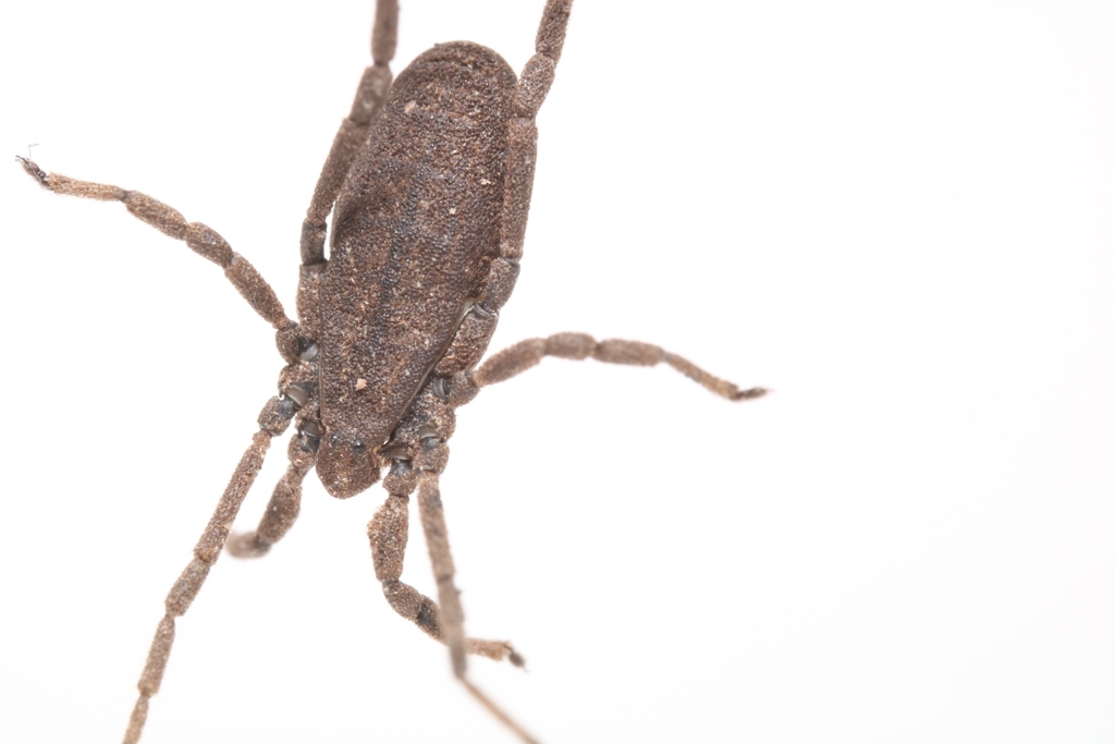 Trogulus tricarinatus from Ithaca, NY, USA on April 03, 2021 at 04:56 ...