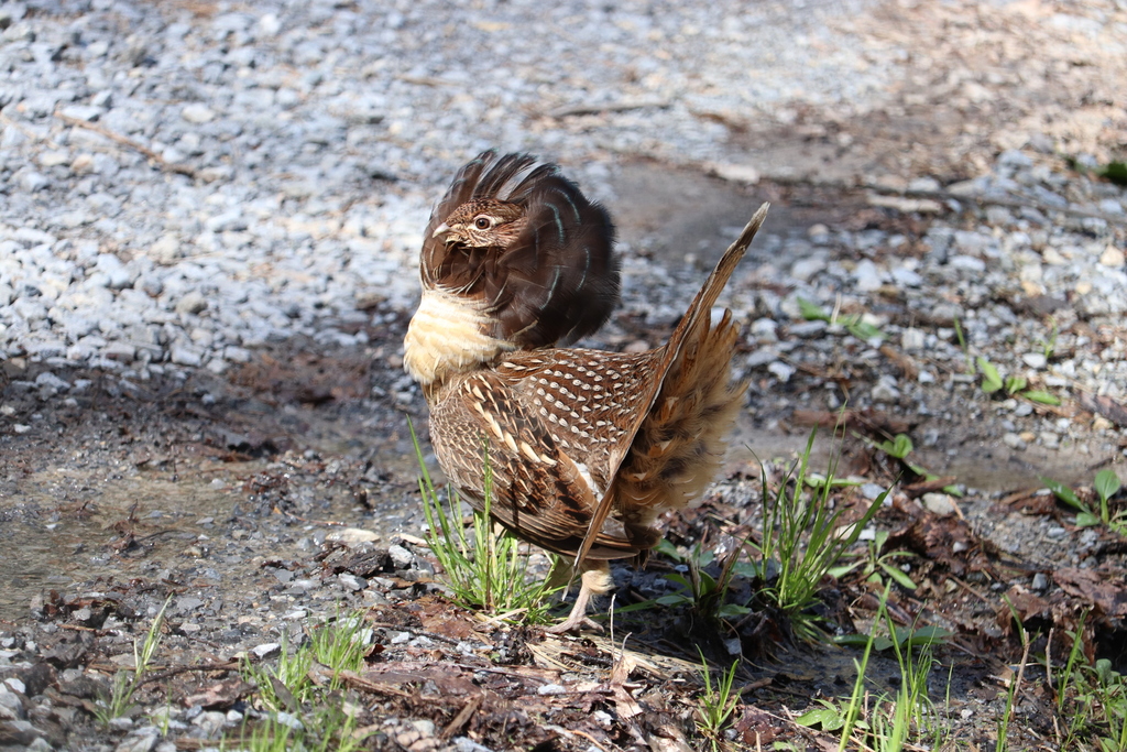 Ruffed Grouse from Haywood County, NC, USA on April 03, 2021 at 02:42 ...
