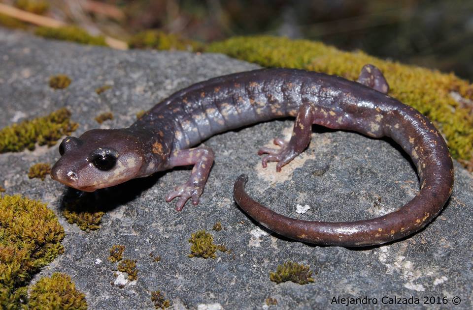Tlaconete negro (Animales endémicos del Estado de Veracruz) · iNaturalist