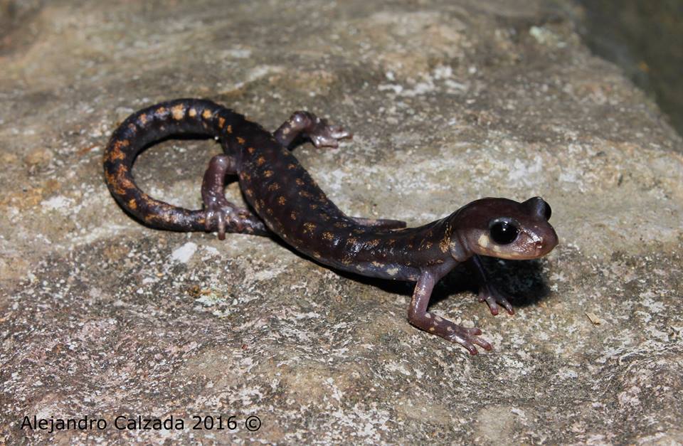 Tlaconete negro (Animales endémicos del Estado de Veracruz) · iNaturalist