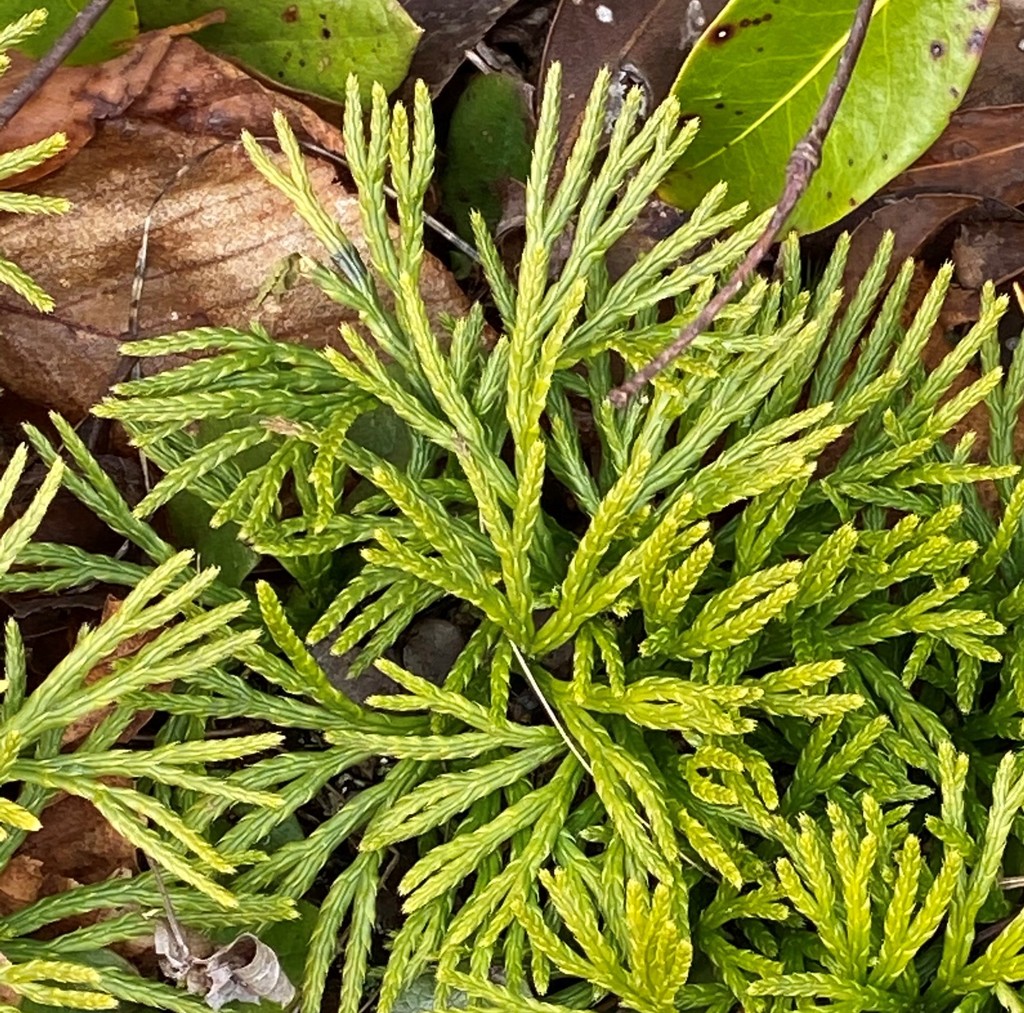 fan clubmoss from Grayson Highlands State Park, Grayson County, VA, USA ...