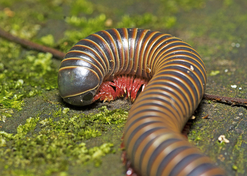 Australocricus perditus · iNaturalist Ecuador
