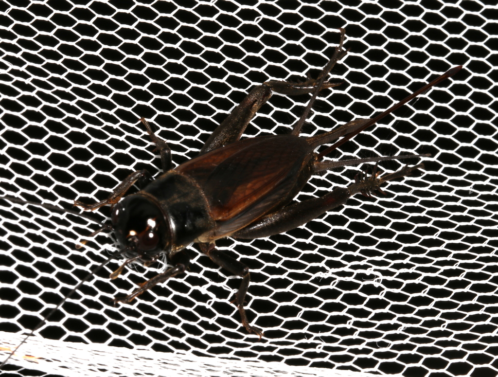 Australian Black Field Cricket from Tinonee NSW 2430, Australia on ...