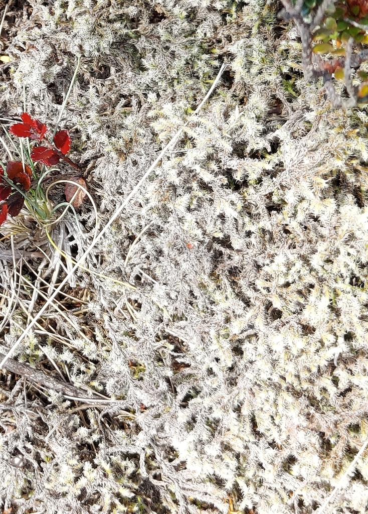 Woolly Fringe-moss from Hawke's Bay 4184, New Zealand on March 28, 2021 ...