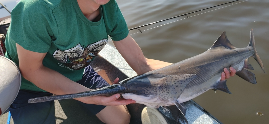 American Paddlefish from West Point, WI, USA on April 3, 2021 at 03:36 ...