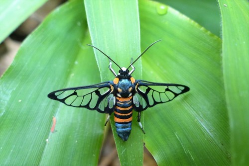 Amata divisa · iNaturalist