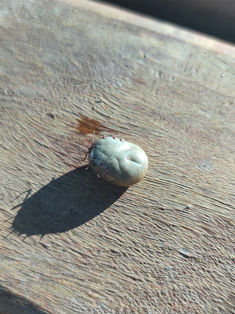 Hardbacked Ticks from Miguel Pereira, RJ, 26900-000, Brazil on March 20 ...
