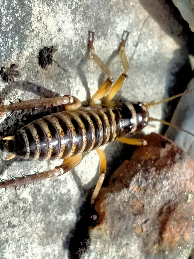 Mountain Stone Weta from Ben Ohau, New Zealand on April 03, 2021 at 03: ...