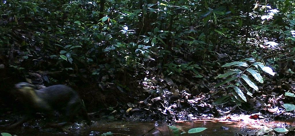 Congo Clawless Otter in March 2018 by thierryachinkoproject. Two (adult ...