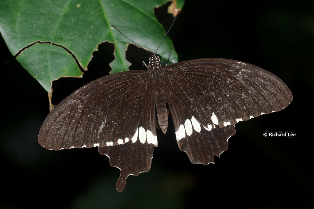 Common Mormon Swallowtail from Bukit Batok, Singapore on April 03, 2021 ...