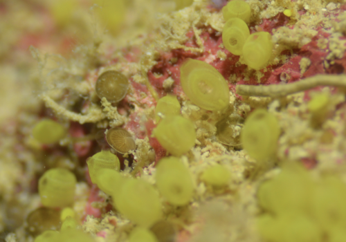 Family Amphisteginidae · iNaturalist