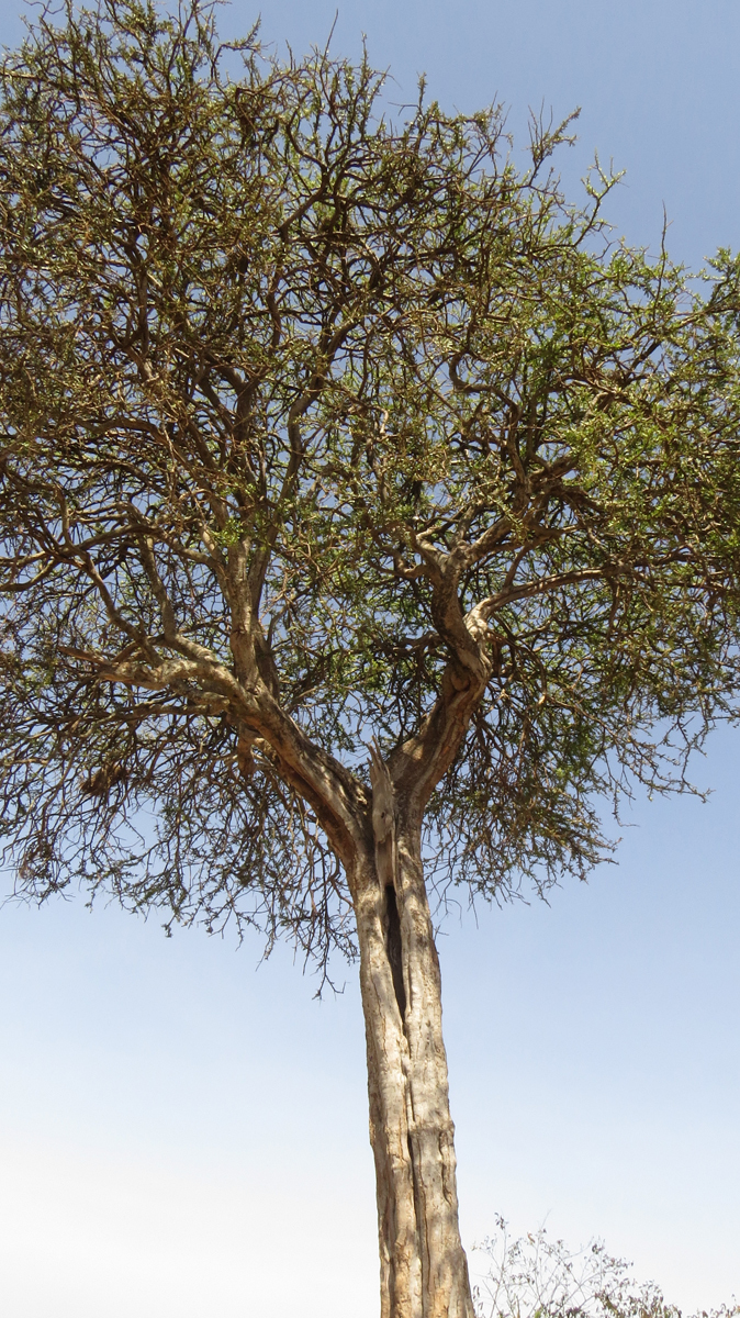 Boscia angustifolia A.Rich.