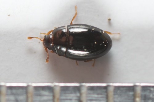 Family Euxestidae · iNaturalist United Kingdom