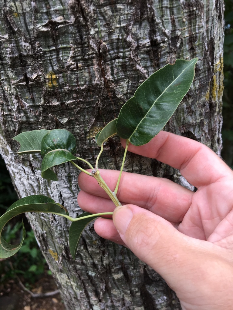 Brachychiton compactus from Molle Islands National Park, Daydream ...