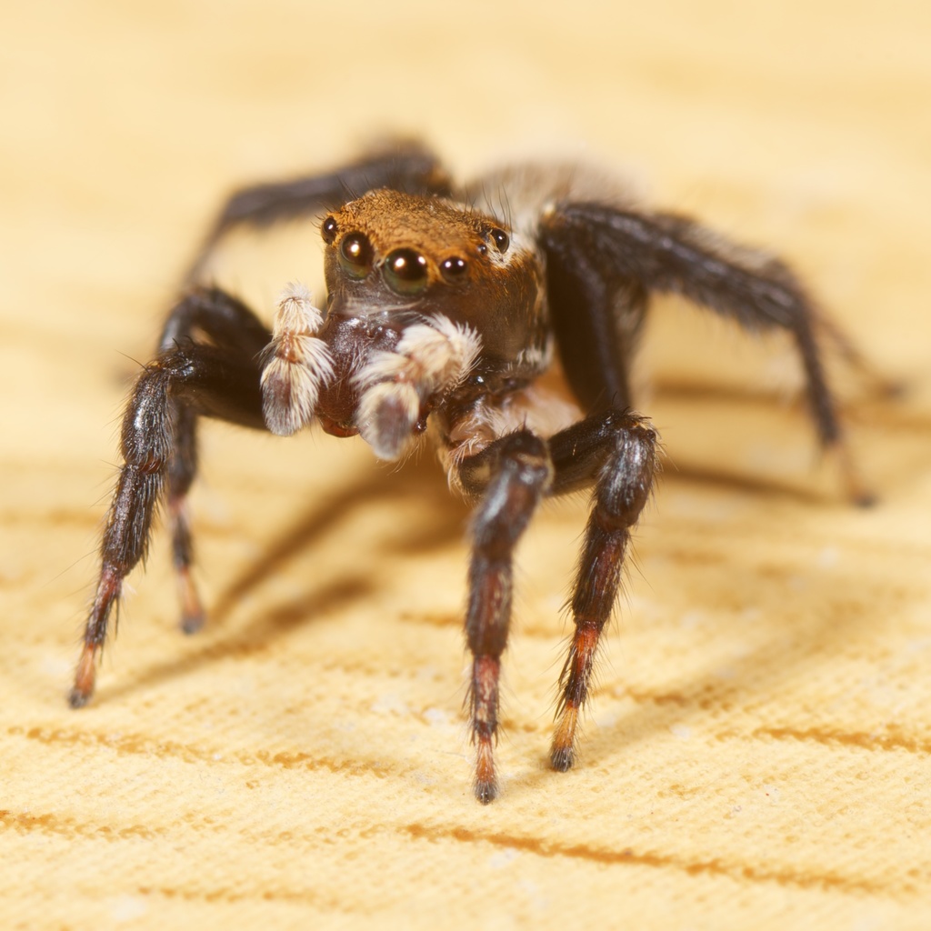 Peacock Spiders from 123a Dyers Pass Road, Cashmere Port Hills ...