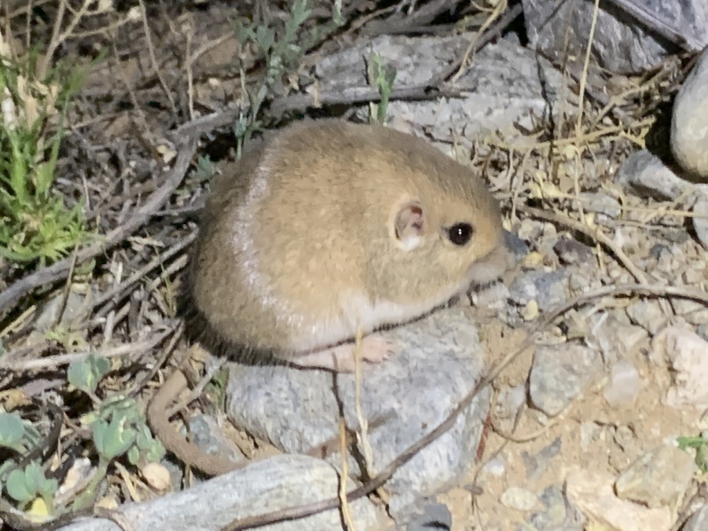 Arizona Pocket Mouse (Perognathus amplus) - Know Your Mammals