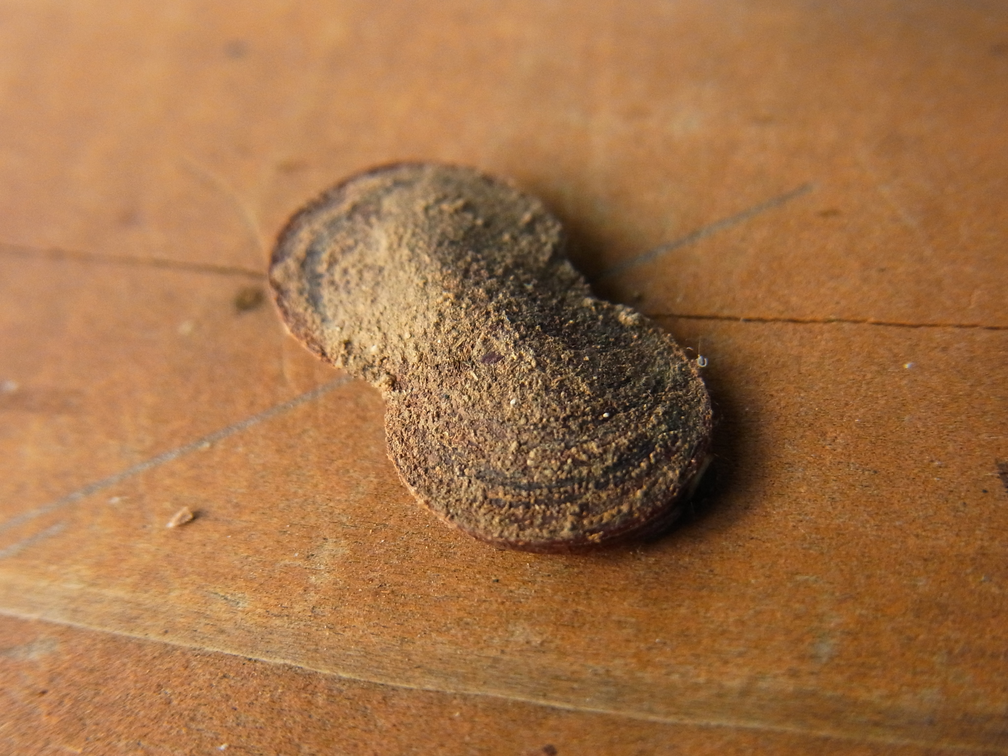 Ippa conspersa (Matsumura, 1931)