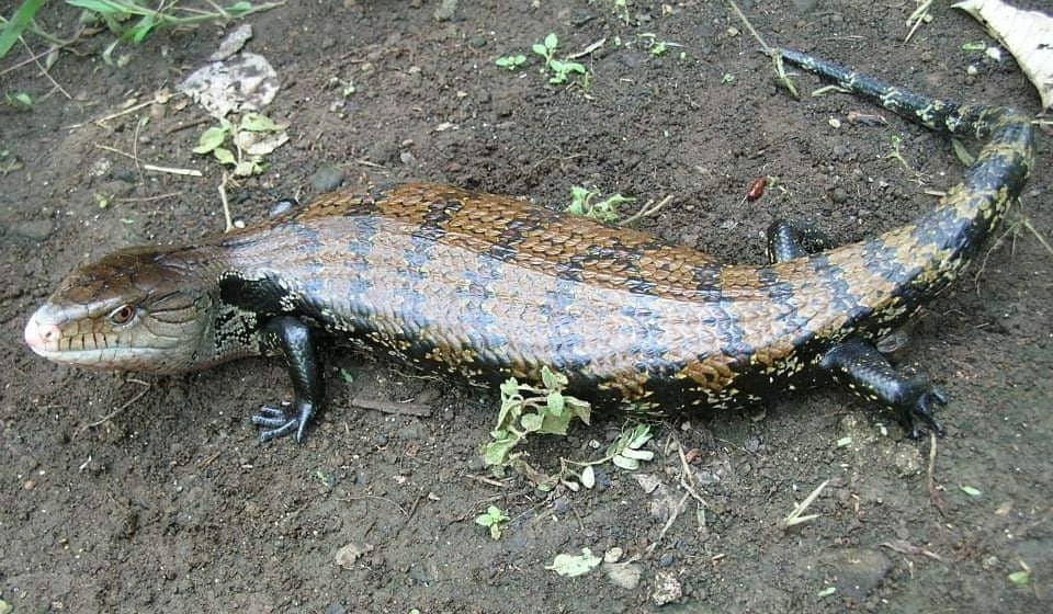 Lizards (Sauria) - Snakes and Lizards