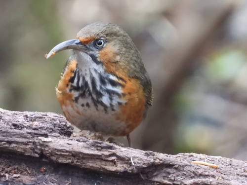 Observations by lukas_south_of_the_clouds · iNaturalist