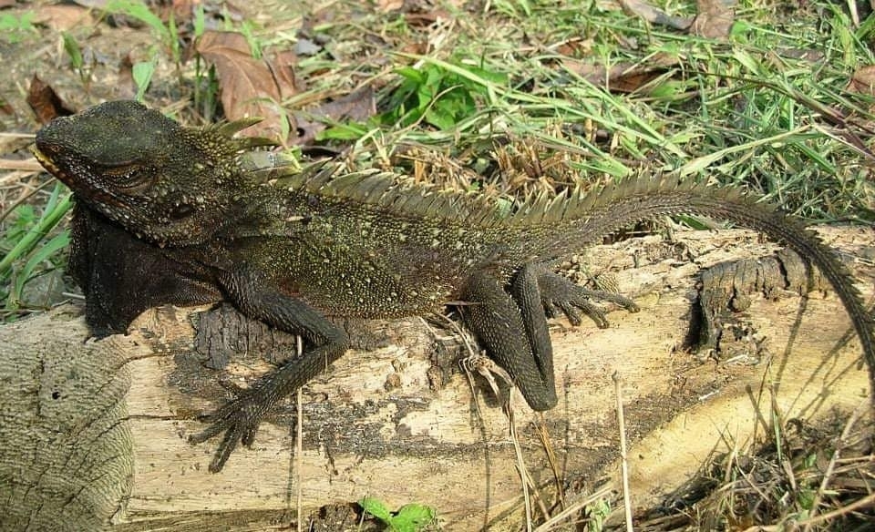 Indonesian Forest Dragon from Lopintol on April 14, 2007 by Amir Hamidy ...