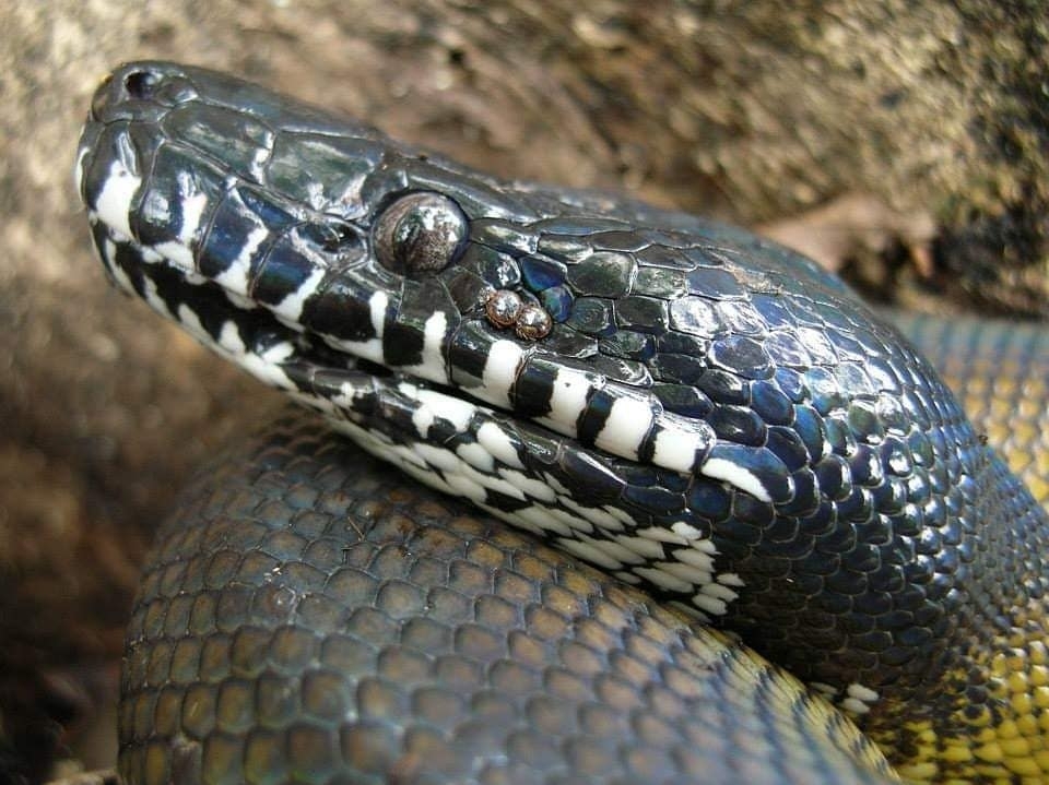 Northern White-lipped Python from Lopintol on April 15, 2007 by Amir ...