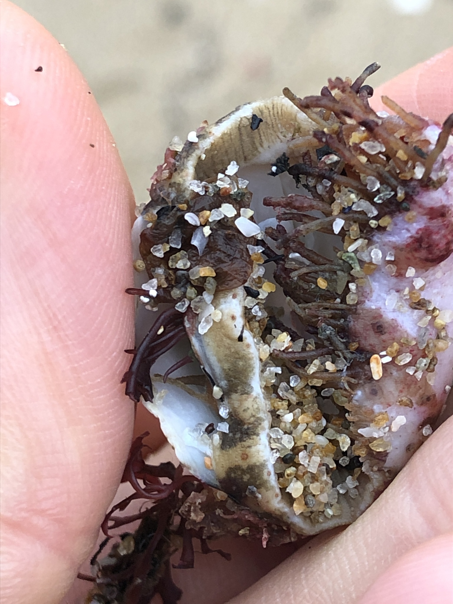 Placiphorella stimpsoni (A.Gould, 1859)