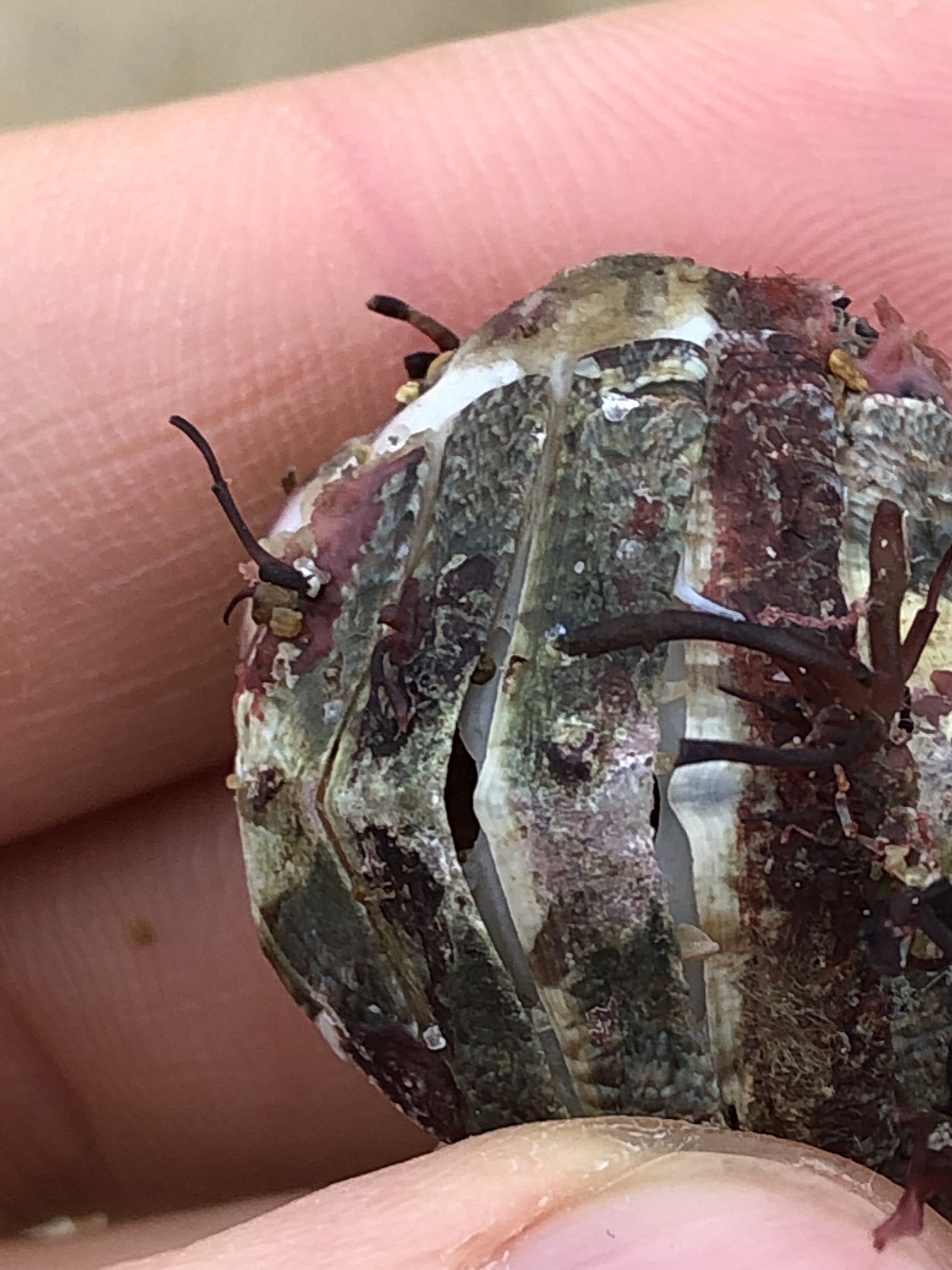 Placiphorella stimpsoni (A.Gould, 1859)