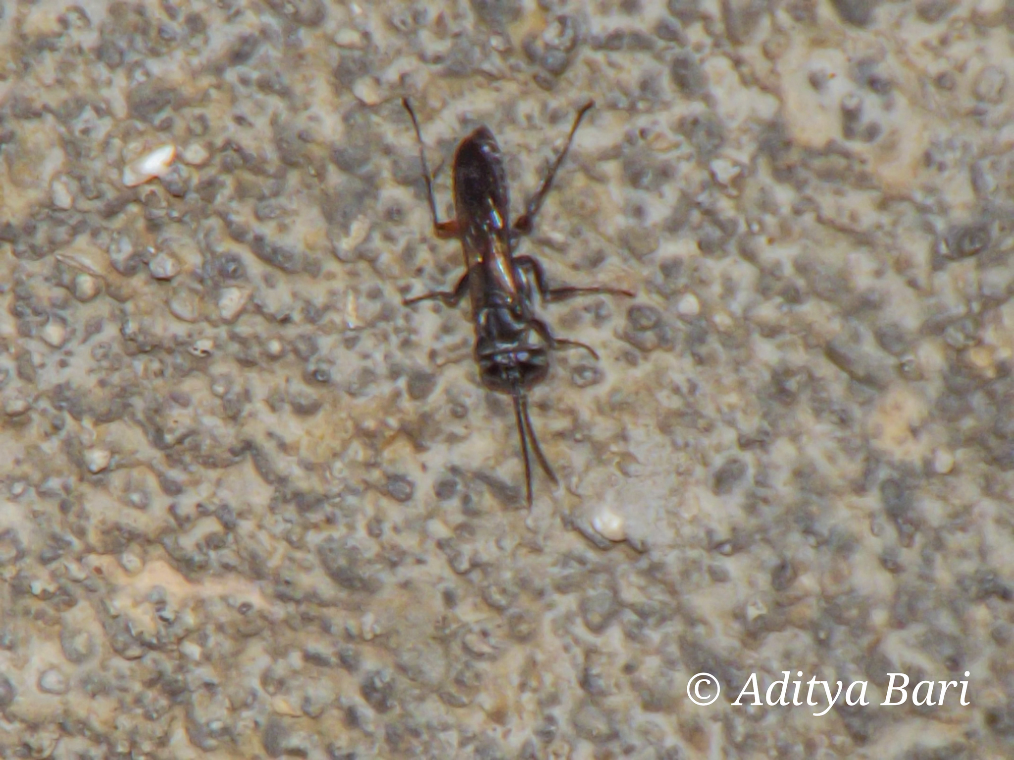 Liris subtessellatus (F.Smith, 1856)