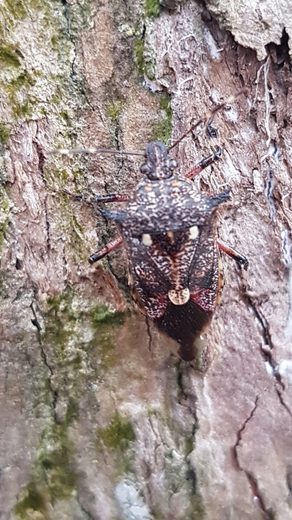 Eocanthecona furcellata (Wolff, 1811)