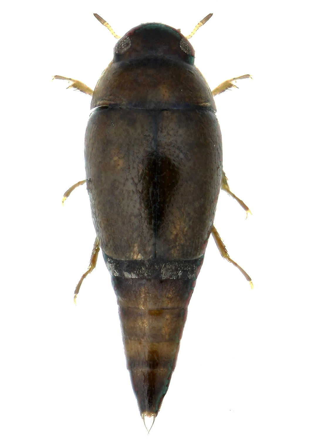Hydroscaphidae