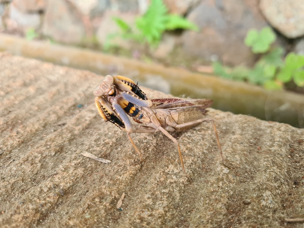 Giant Asian Mantises from Imelda Village, Baguio, Benguet, Philippines ...