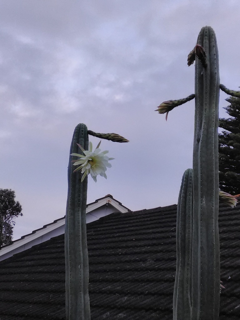 Lophocereus from Raumati South, Paraparaumu, New Zealand on March 2 ...
