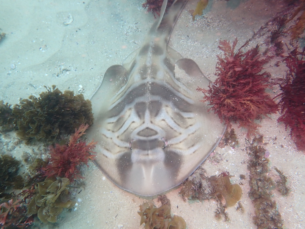 Banjo Ray from New South Wales, Australia on January 20, 2021 at 12:02 ...