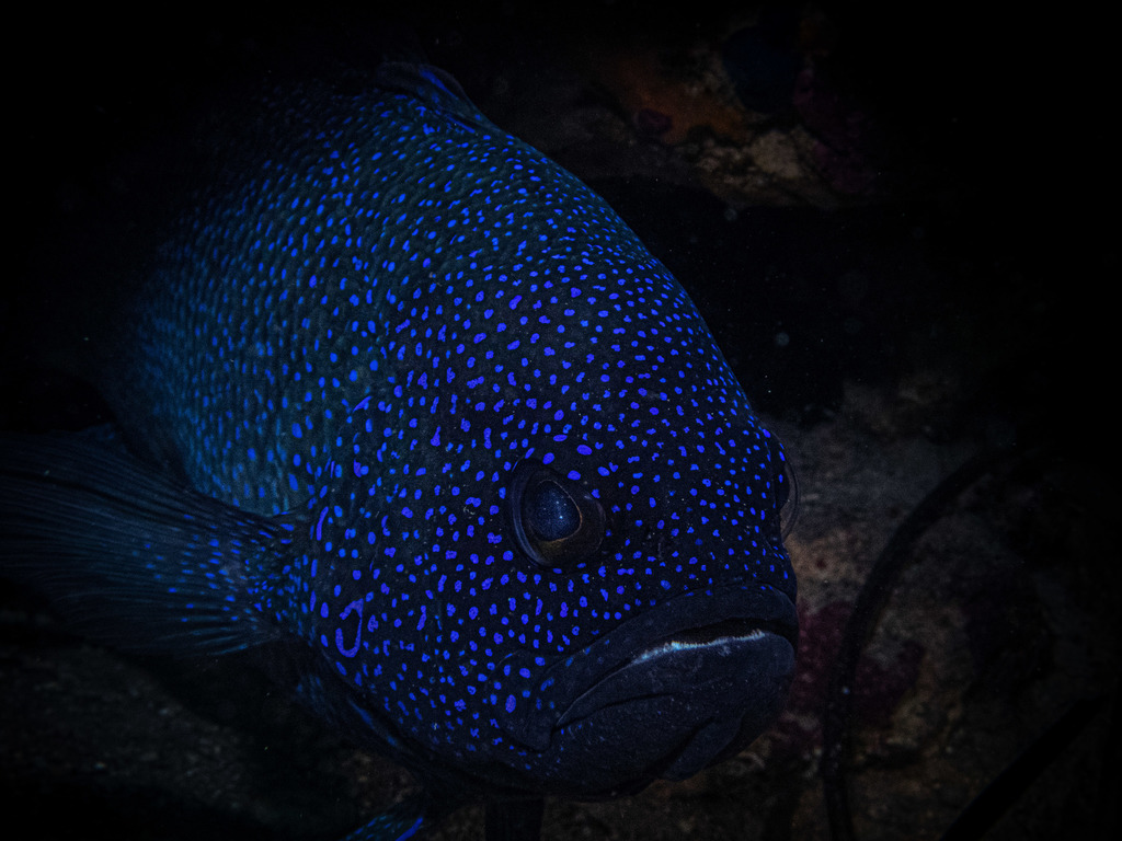Southern Blue Devil from Beck's Bottom on December 28, 2019 at 09:04 AM ...