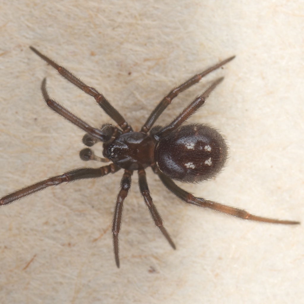 Black Cobweb Spider (Arachnids of Casey, VIC, AU) · iNaturalist