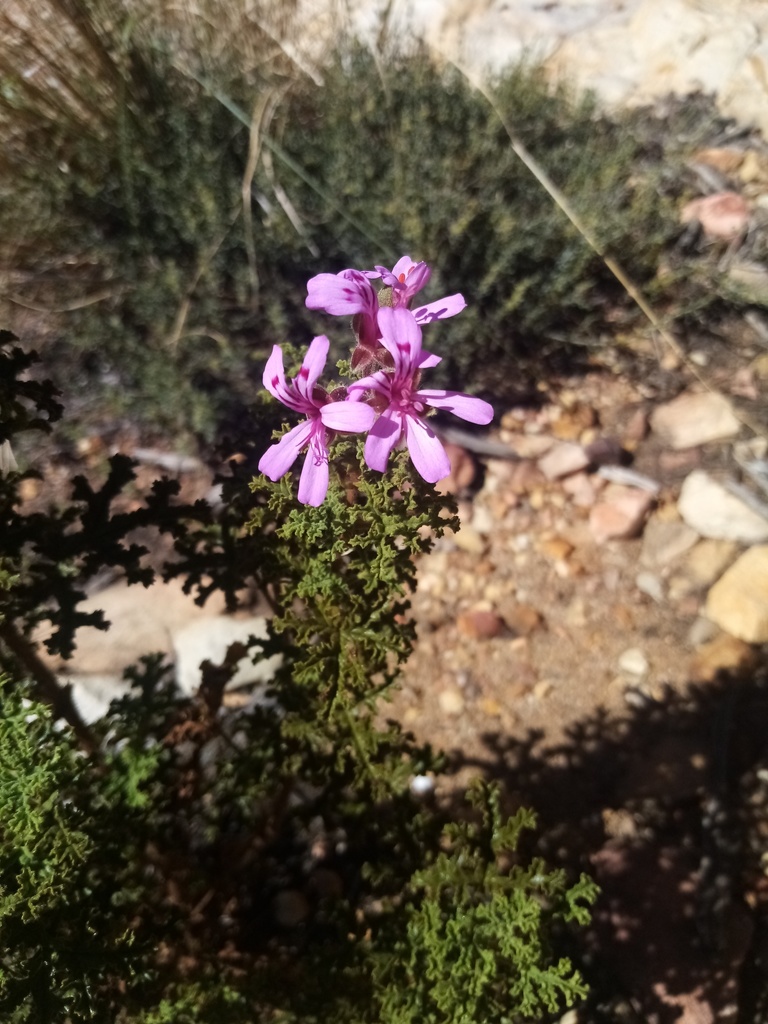 oak-leaved geranium from Blue Hill Nature Reserve, Western Cape, South ...