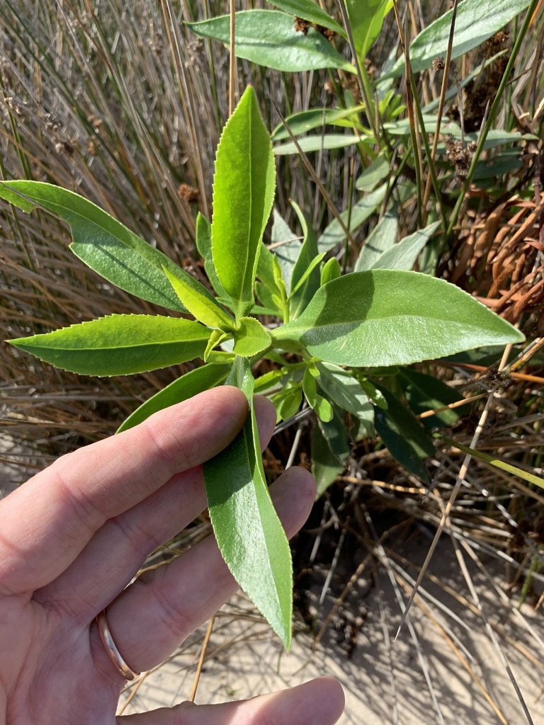 Australian Ngaio from Bot River Lagoon, WC, ZA on April 4, 2021 at 10: ...