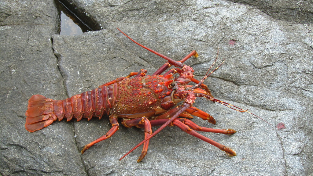 Panulirus homarus rubellus from north of Hole In The Wall, Transkei ...