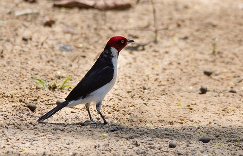 Bolivian Cardinal (Subspecies Paroaria gularis cervicalis) · iNaturalist
